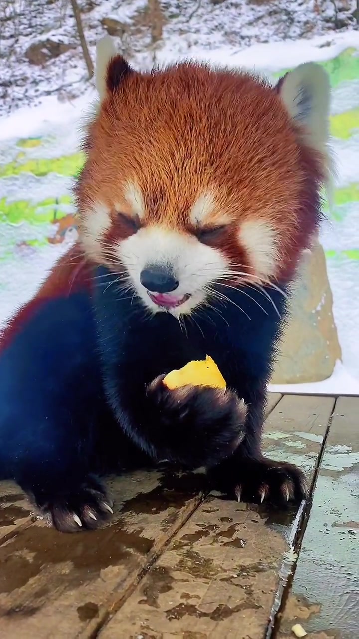 red panda eating apple - Febspot
