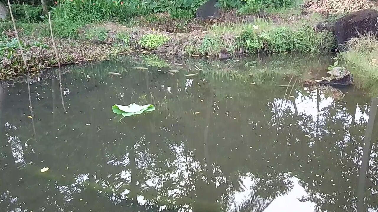 Wow ikan gurame albino tumbuh sehat dengan pakan alami di kolam - Febspot