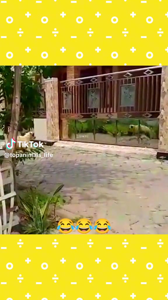 Funny Vidéo Febspot