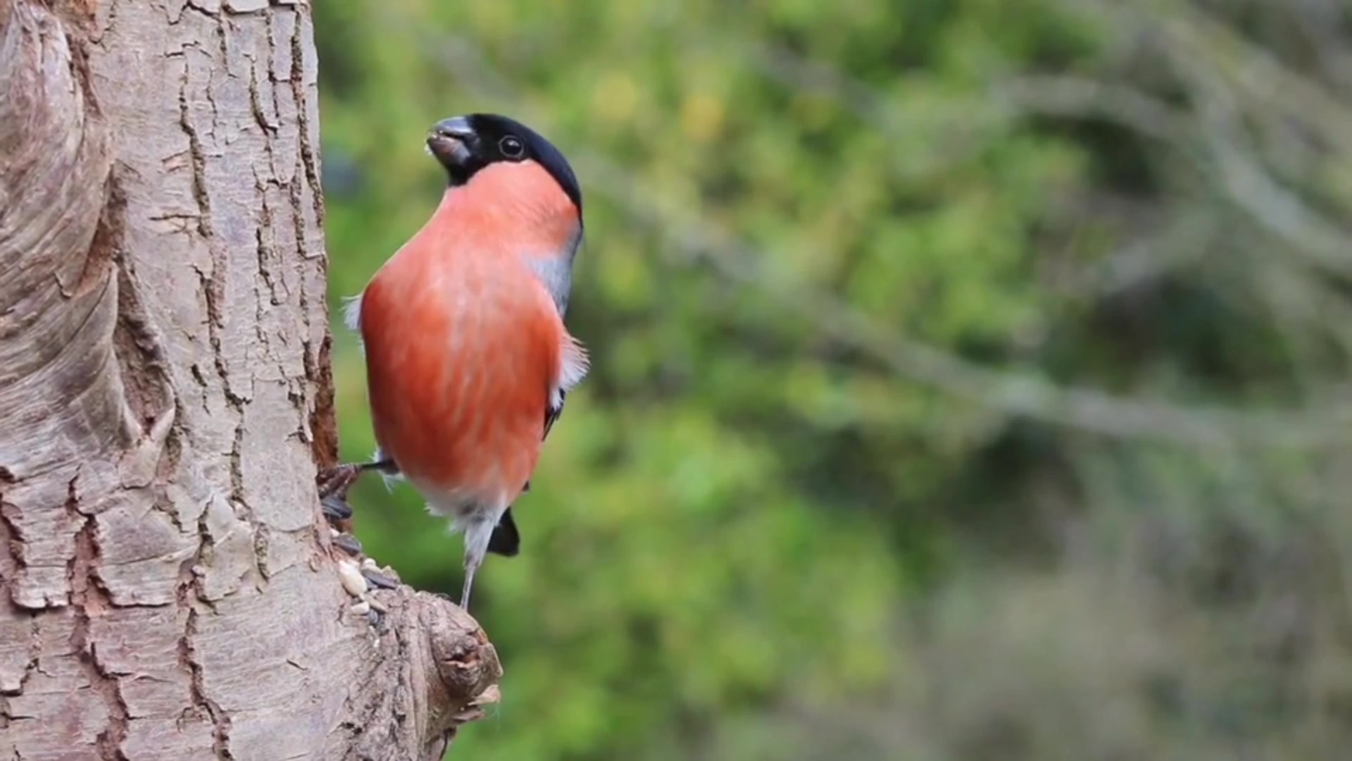 Wood Cutting Bird - Febspot