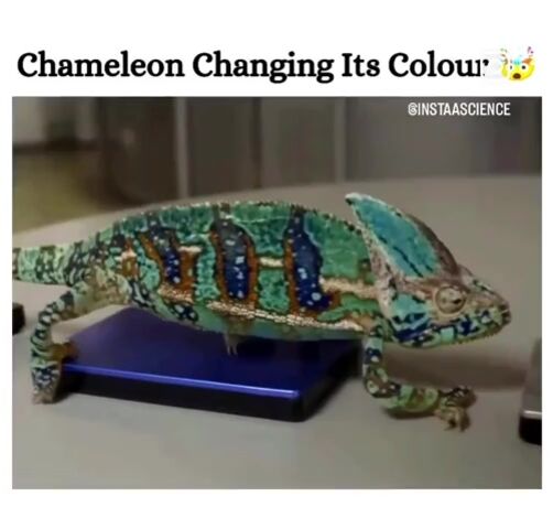 Chameleon changing colour according to different Seagate hard drives by ...