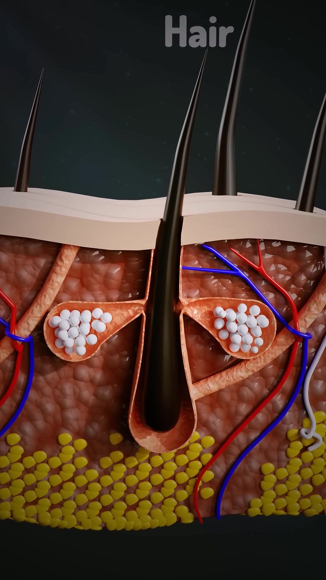 Why Do We Get PIMPLES 3D Animation Shorts By Amoid On Febspot why-do-we-get-pimples-3d-animation-shorts-by-amoid-on-febspot