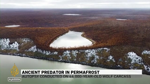 Russian scientists conduct autopsy on 44,000-year-old wolf carcass ...
