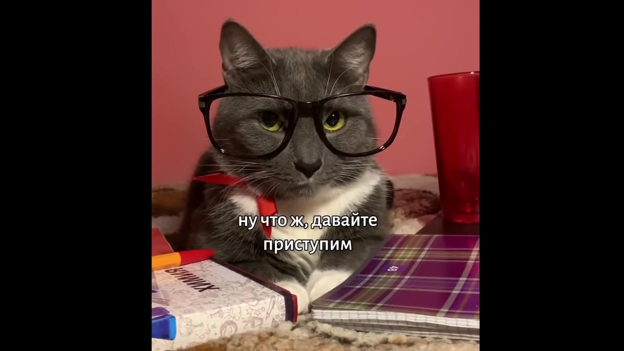 Котики в школе - Febspot