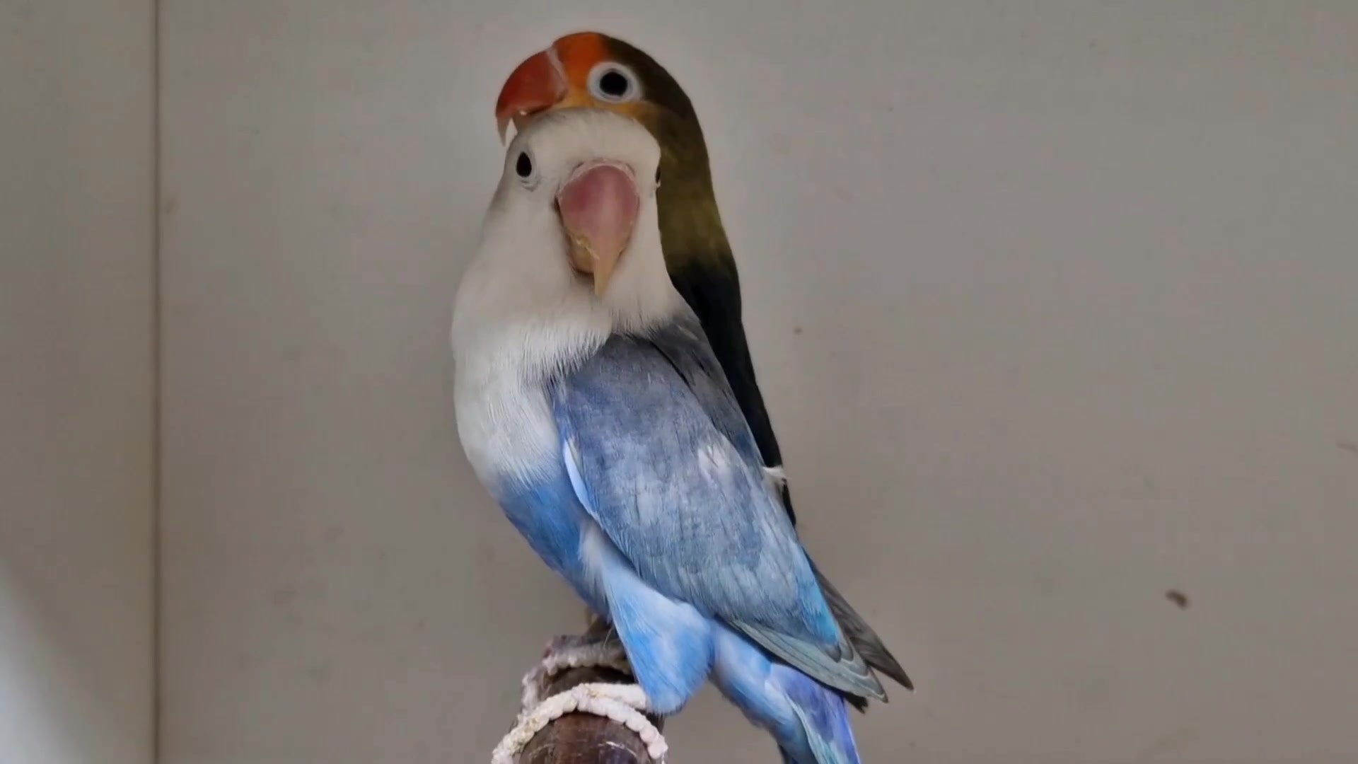 Lovebirds Breeder Pair