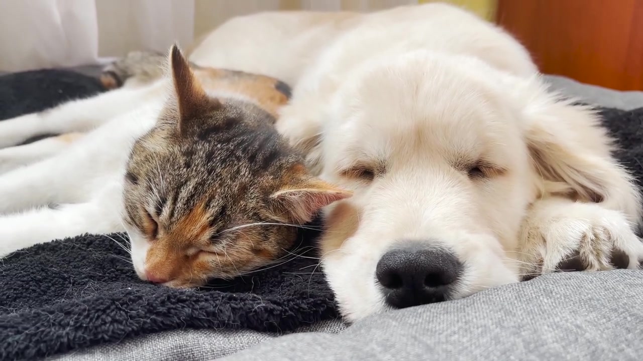 Kitten Loves To Sleep With A Golden Retriever Puppy Cutest Ever 